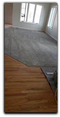Cut Pile Carpet – Coventry Flooring